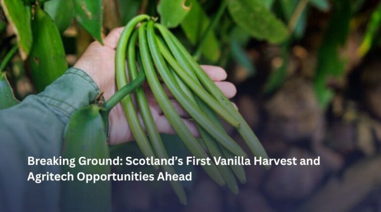 Scotland Marks First Vanilla Harvest as Agritech Innovation Takes Root ...